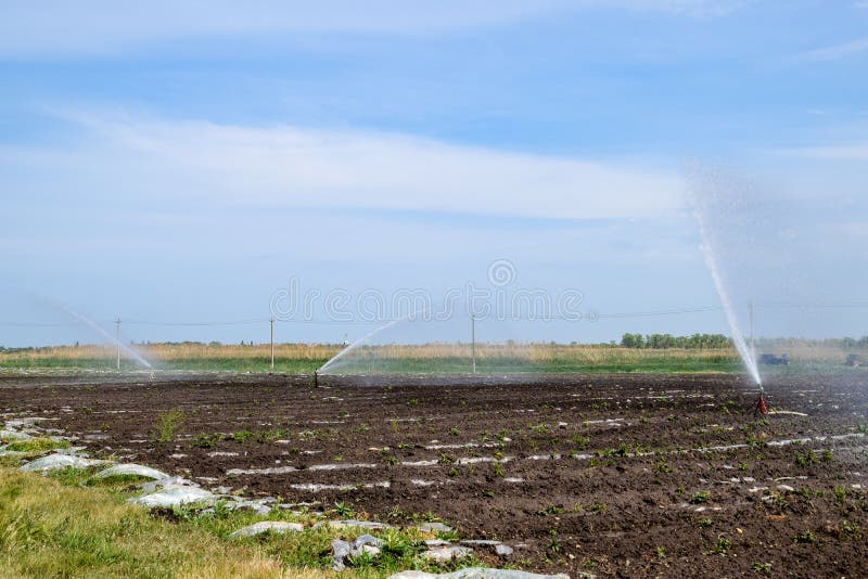 Irrigation System in Field of Melons. Watering the Fields Stock Photo ...