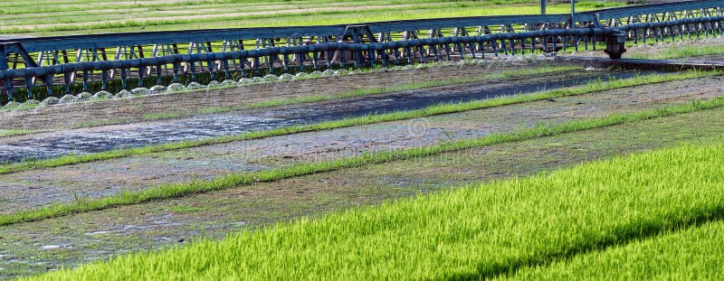 148 Wet Paddy Field Irrigation System Stock Photos - Free & Royalty ...