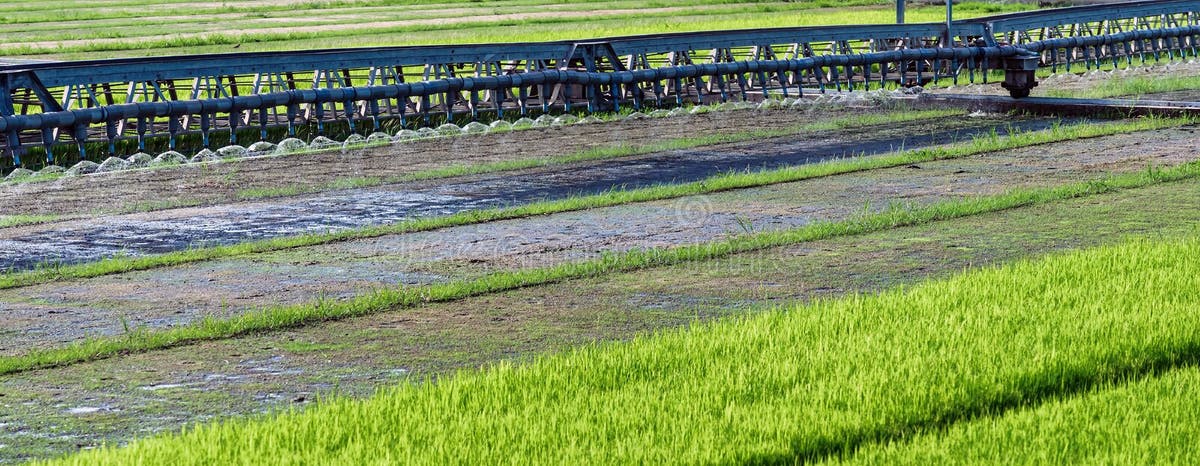 148 Wet Paddy Field Irrigation System Stock Photos - Free & Royalty ...