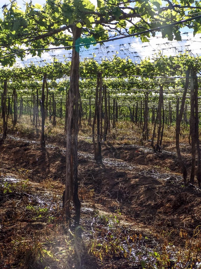 Irrigation system stock photo. Image of grapes, produce - 110342208