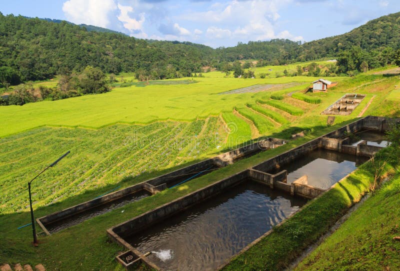 Rice paddy irrigation stock photo. Image of canal, irrigate - 31497306