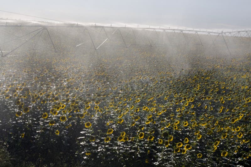 Irrigation System on Sunflower Field Stock Photo - Image of farm ...