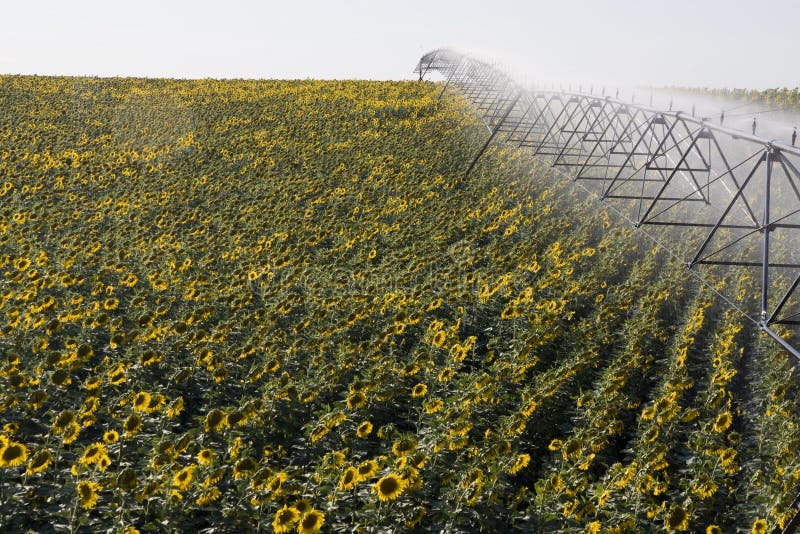 Irrigation System on Sunflower Field Stock Photo - Image of beja ...
