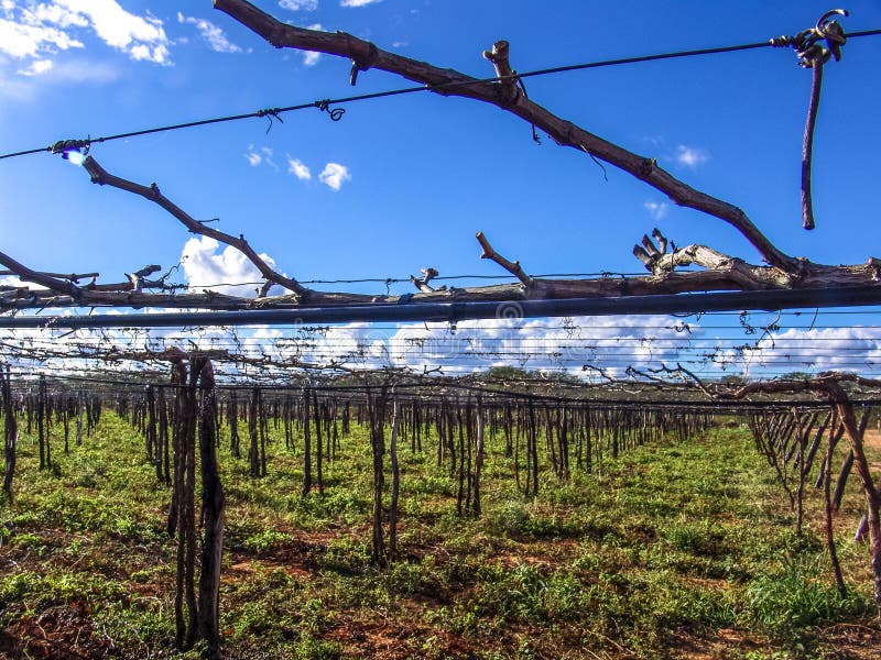 Irrigation system stock image. Image of green, grape - 110339397