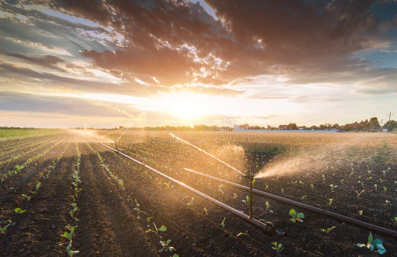 21,523 Irrigation Sesame Crop Stock Photos - Free & Royalty-Free Stock ...
