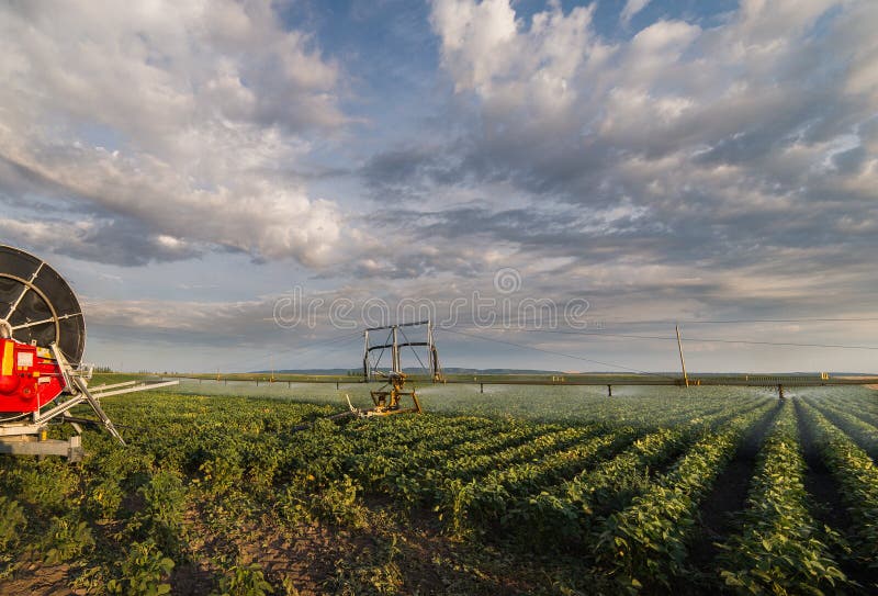 21,523 Irrigation Sesame Crop Stock Photos - Free & Royalty-Free Stock ...