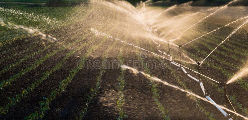 21,523 Irrigation Sesame Crop Stock Photos - Free & Royalty-Free Stock ...