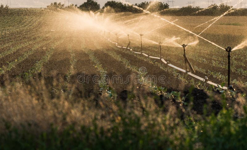 21,523 Irrigation Sesame Crop Stock Photos - Free & Royalty-Free Stock ...