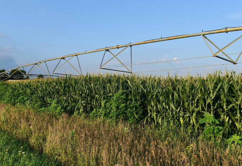 Wisconsin Corn Field stock photo. Image of knee, farmfield - 112712854