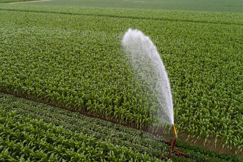 Irrigation System Working in Corn Field in Summer Time Stock Photo ...