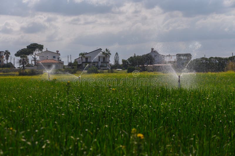 Irrigation Systems Refresh Vibrant Rice Fields Under a Cloudy Sky in a ...