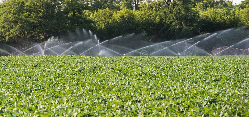 Irrigation of vegetables stock photo. Image of crop, pipes - 36975698