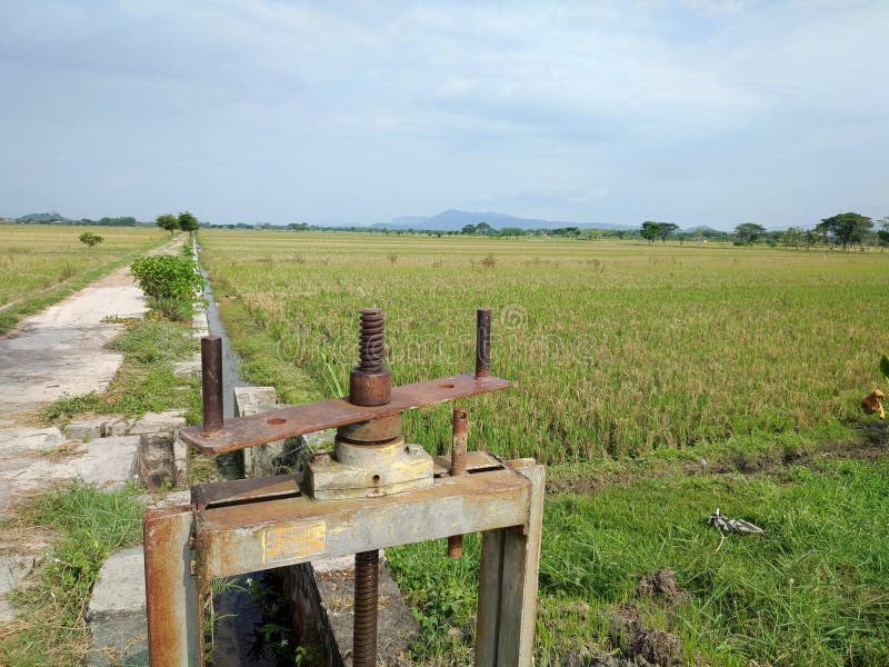 Irrigation Water Dam Controller in Indonesian Rice Fields Stock Image ...