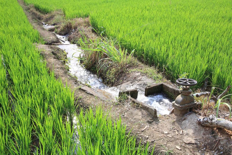 Irrigation of Rice Fields Using Pump Wells with the Technique of ...