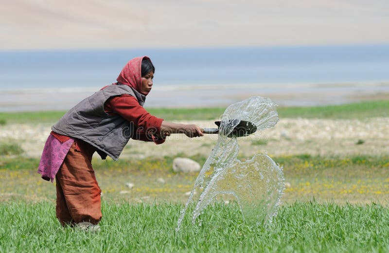 Irrigazione del campo immagine stock editoriale. Immagine di culturale ...