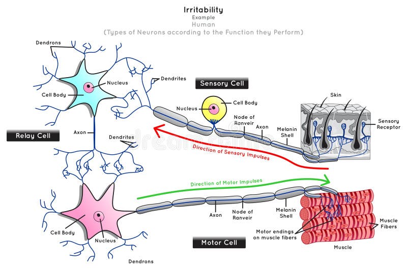 Irritability in Human Infographic Diagram Neuron Types Function Sensory ...