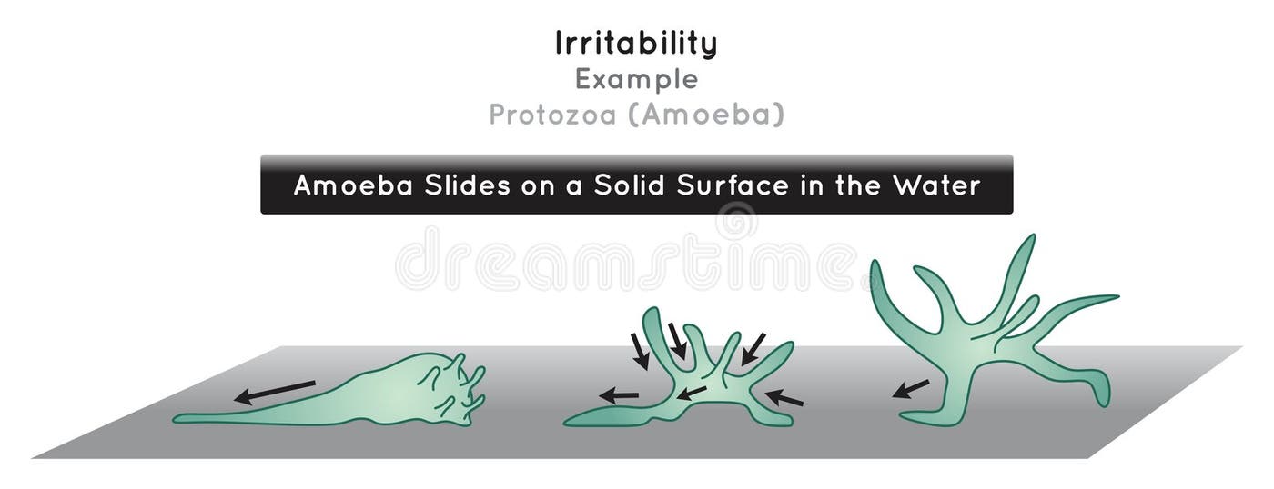 Amoeba Diagram Stock Illustrations – 500 Amoeba Diagram Stock ...