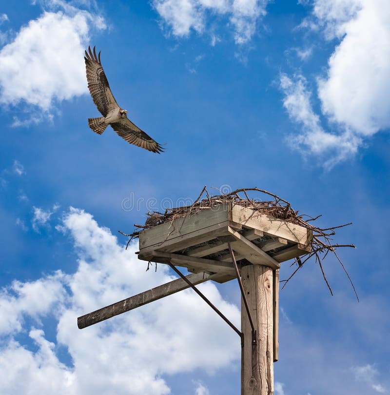 Irritated Adult Osprey Flies Over Nesting Platform Stock Photo - Image ...