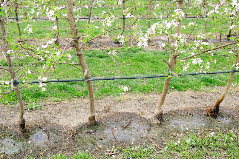 Apple orchard stock image. Image of green, cultivate - 31416641