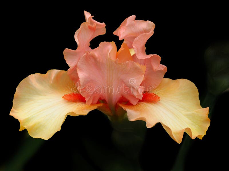 Irus Head Isolated on Black Stock Image - Image of single, isolated ...