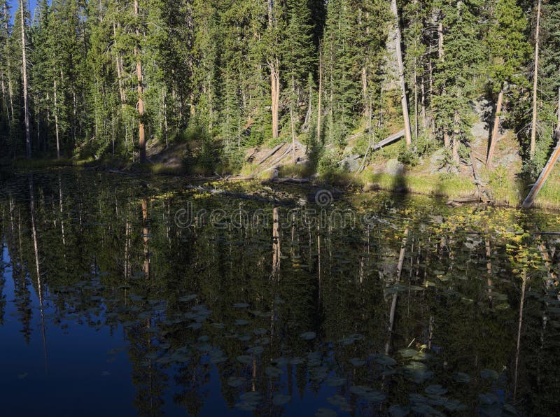 Isa Lake stock photo. Image of national, pines, divide - 59225628
