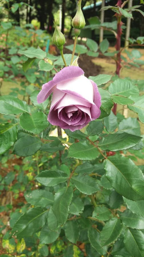 Isa Rose Stock Photos - Free & Royalty-Free Stock Photos from Dreamstime