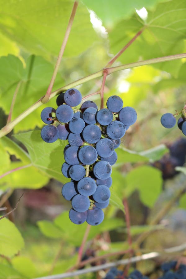 Isabel Es Una Variedad Americana De La Uva Imagen de archivo - Imagen ...