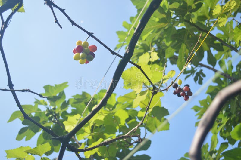 Isabel grapevine fruit stock photo. Image of grapevine - 128460332