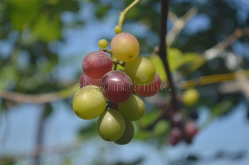 Isabel grapevine fruit stock image. Image of isabel - 128460451