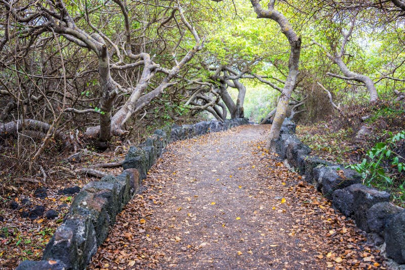Isabela Island Path stock image. Image of nature, isabela - 55621265