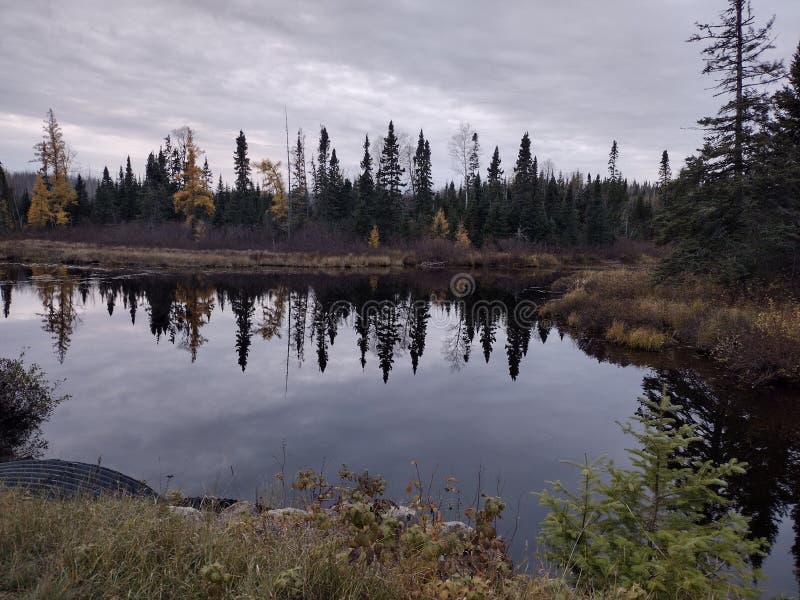 Isabella Adventure Beautiful Moose Country Stock Photo - Image of moose ...