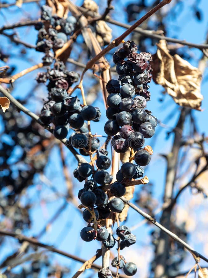 Isabella Grapes on a Plant in the Fall Stock Photo - Image of grapevine ...