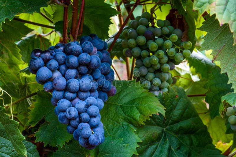 Isabella Grapes Growing on a Branch in a Vineyard Stock Photo - Image ...