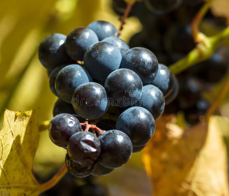Isabella Grapes on a Plant in the Fall Stock Photo - Image of grapevine ...