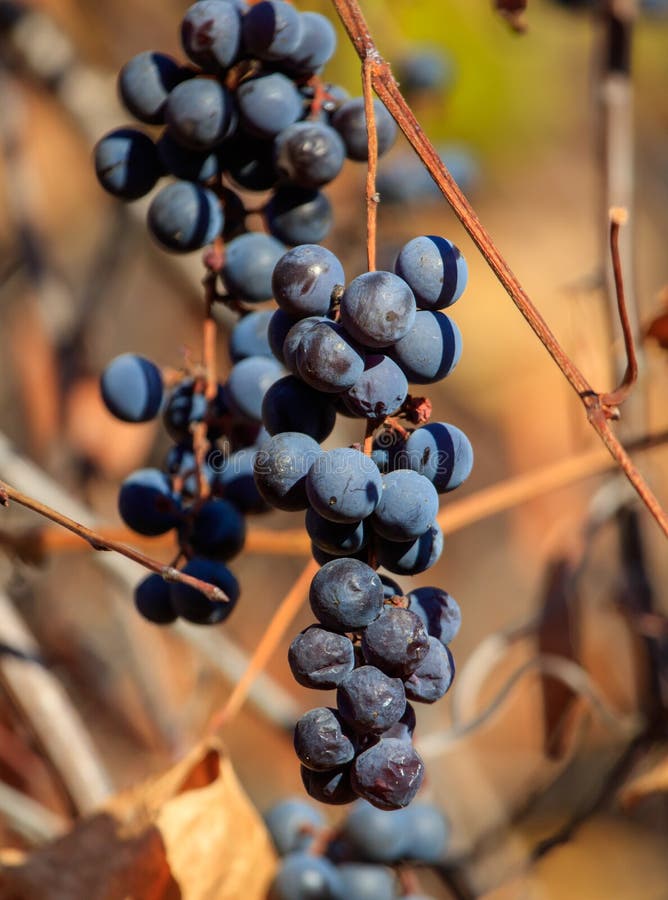 Isabella Grapes Stock Photos - Download 1,059 Royalty Free Photos