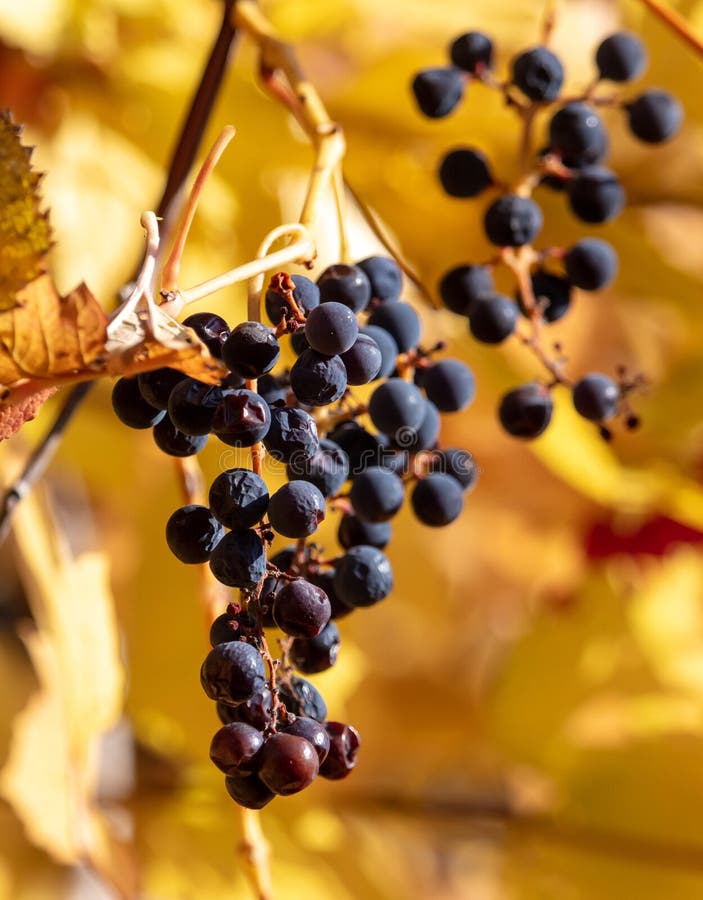Isabella Grapes on a Plant in the Fall Stock Image - Image of vineyard ...