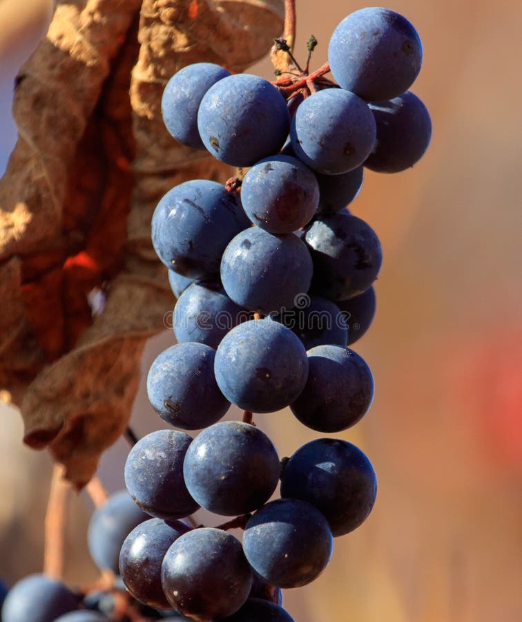 Isabella Grapes on a Plant in the Fall Stock Photo - Image of farm ...