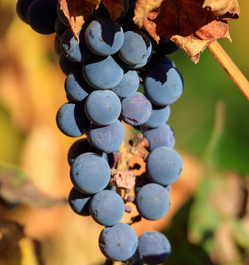 Isabella Grapes on a Plant in the Fall Stock Photo - Image of grapevine ...