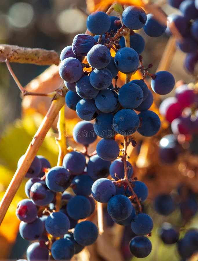 Isabella Grapes in the Garden Stock Photo - Image of juicy, vine: 197026180