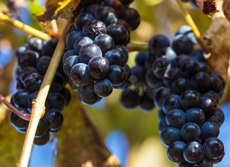 Isabella Grapes on a Plant in the Fall Stock Photo - Image of season ...