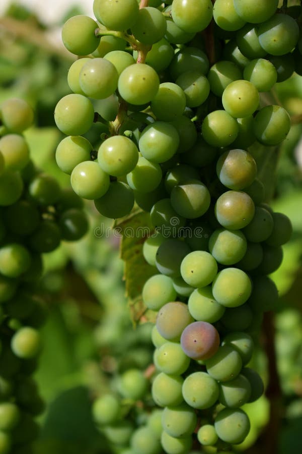 Isabella Grapes Under the Sun Rays Stock Photo - Image of fall, wine ...