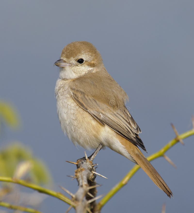 Isabelline Shrike stock photo. Image of female, blue - 16108614