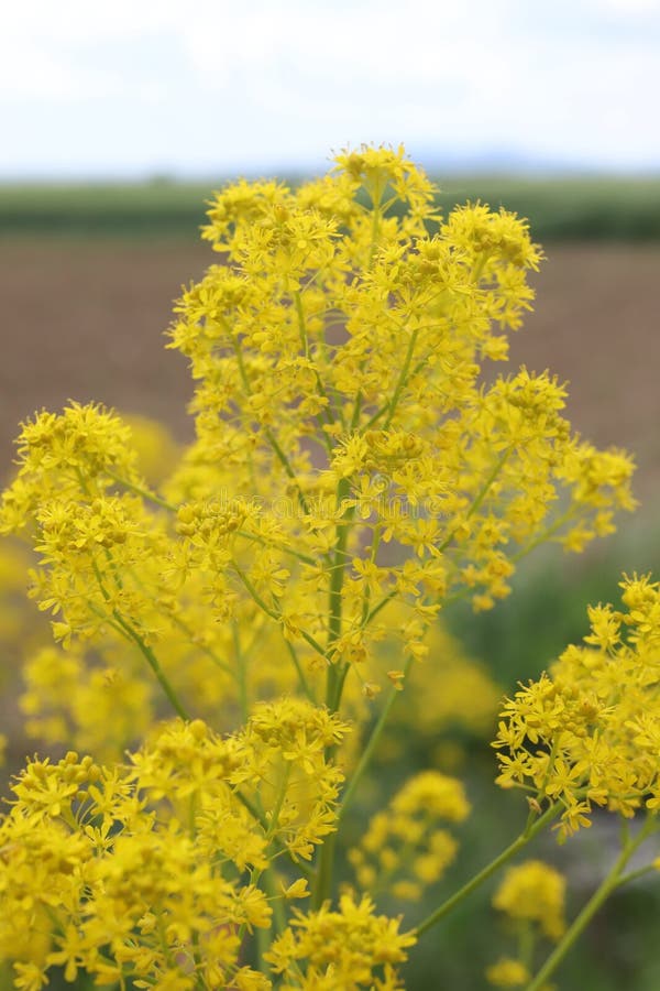 Isatis Tinctoria, Brassicaceae. Stock Photo - Image of close, isatis ...