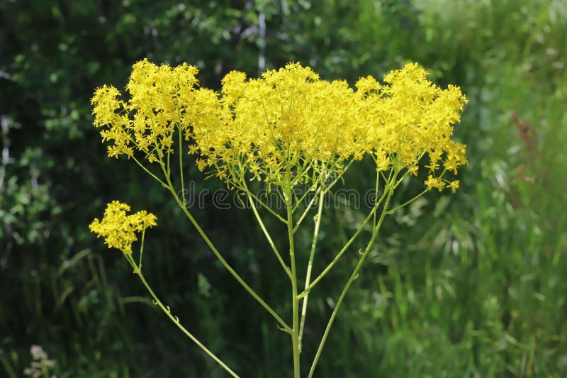 Isatis Tinctoria, Brassicaceae. Stock Photo - Image of flower, botany ...