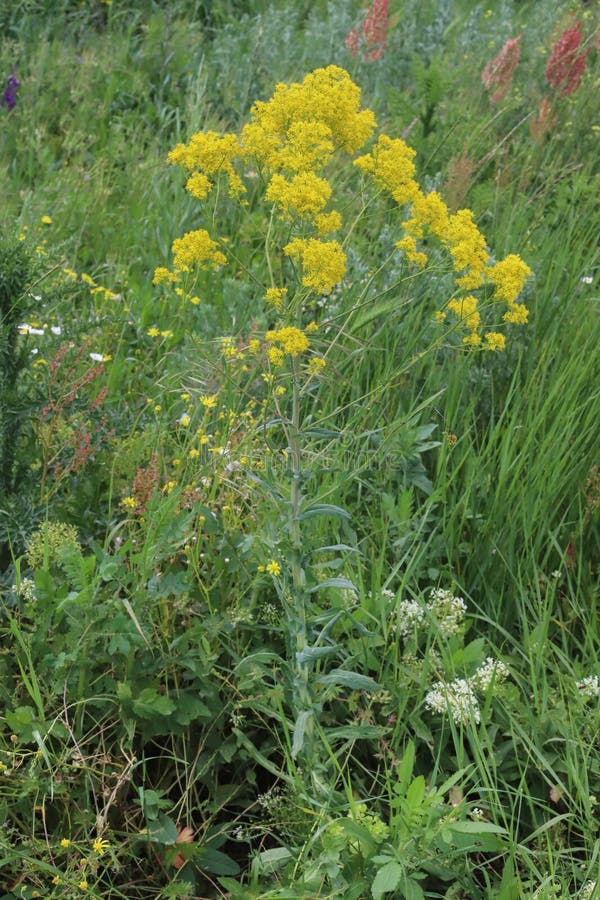 Isatis Tinctoria, Brassicaceae. Stock Image - Image of tinctoria ...