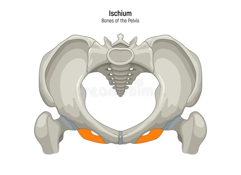 Ischium Pelvis Anatomical Skeleton Structure Vector Illustration ...