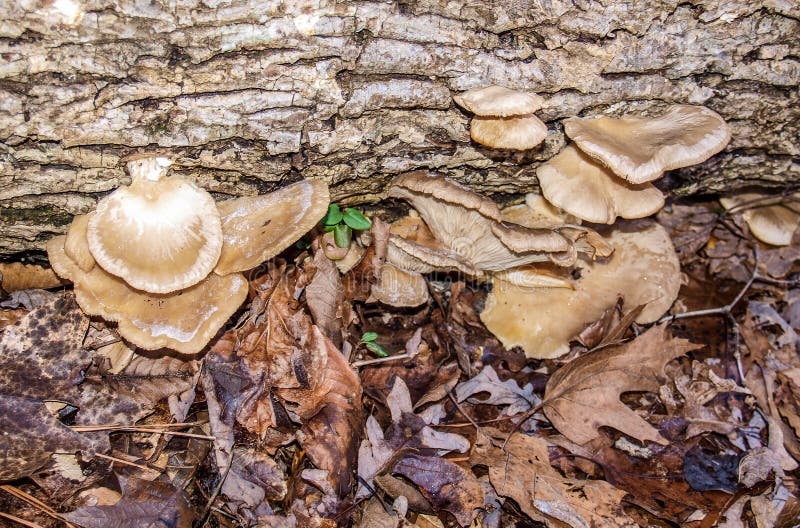 Ischnoderma Resinosum Commonly Known As the Late Fall Polypore ...