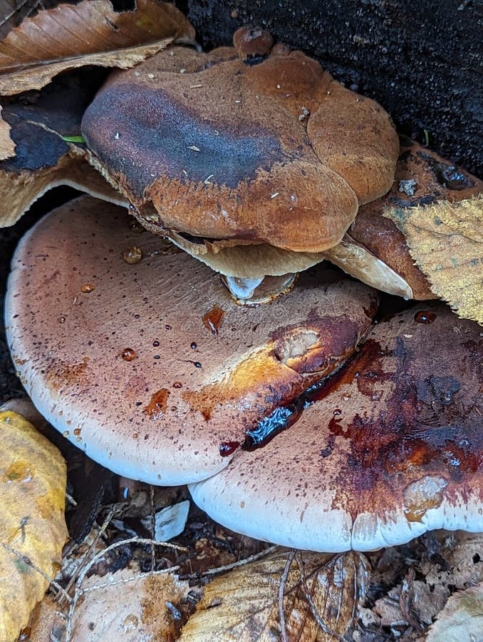 Bleeding Resinous Polypore Mushroom, Ischnoderma Stock Photo - Image of ...