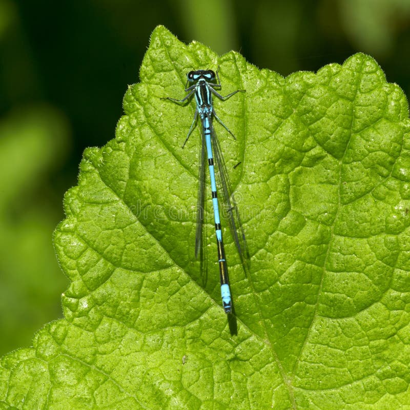 Ischnura elegans stock image. Image of water, ischnura - 31527407