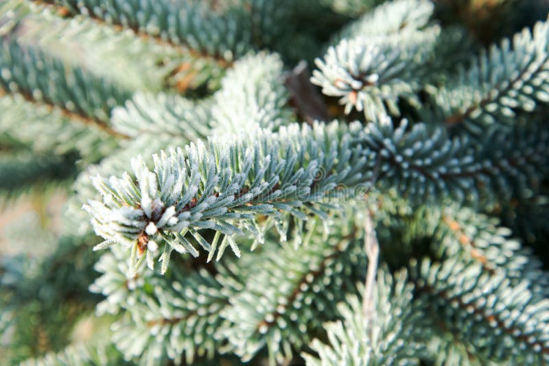 Granris fotografering för bildbyråer. Bild av detalj - 45971775